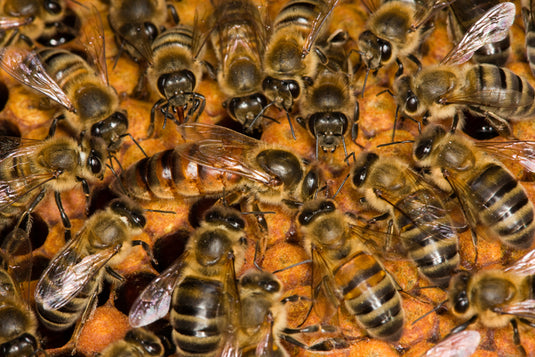 Package Bees, Nucs, and Queens for Sale | Little Apiary on the Prairie
