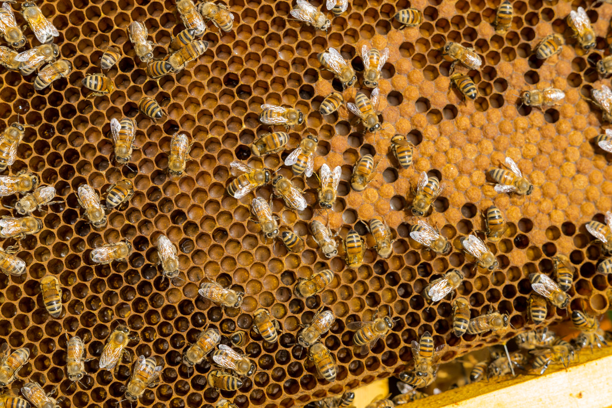 Package Bees, Nucs, and Queens for Sale | Little Apiary on the Prairie