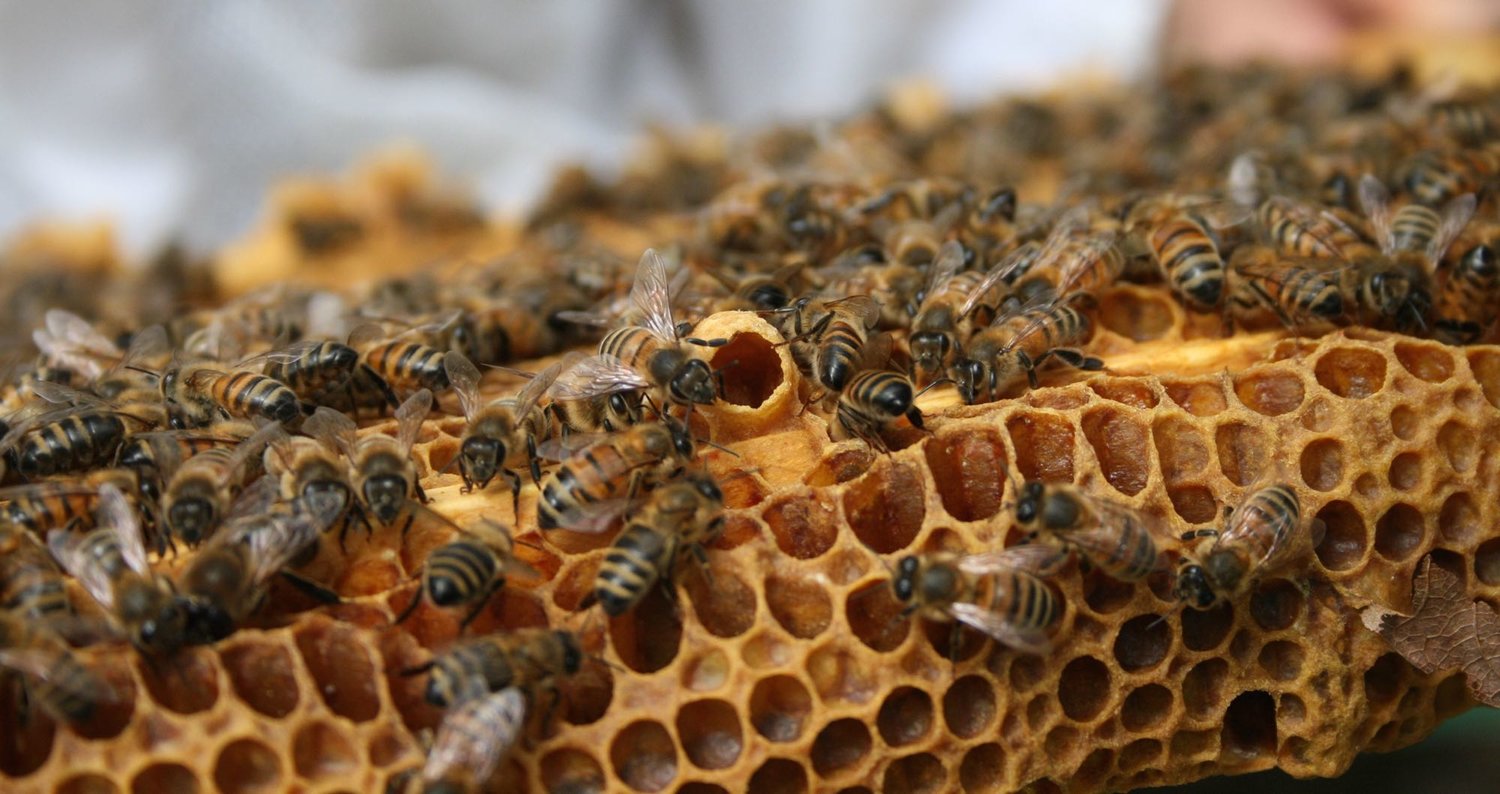 Package Bees, Nucs, and Queens for Sale | Little Apiary on the Prairie